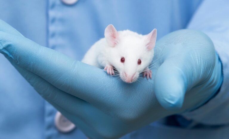 Ear Tags for Mice - Rodent Identification Mouse Ear Tags