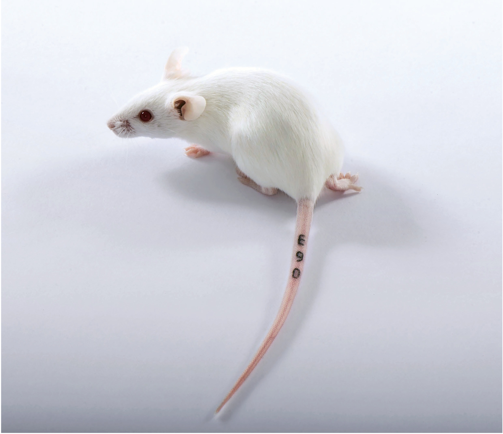 Jackson Laboratories Mice | IDs for Jackson Labs Mice