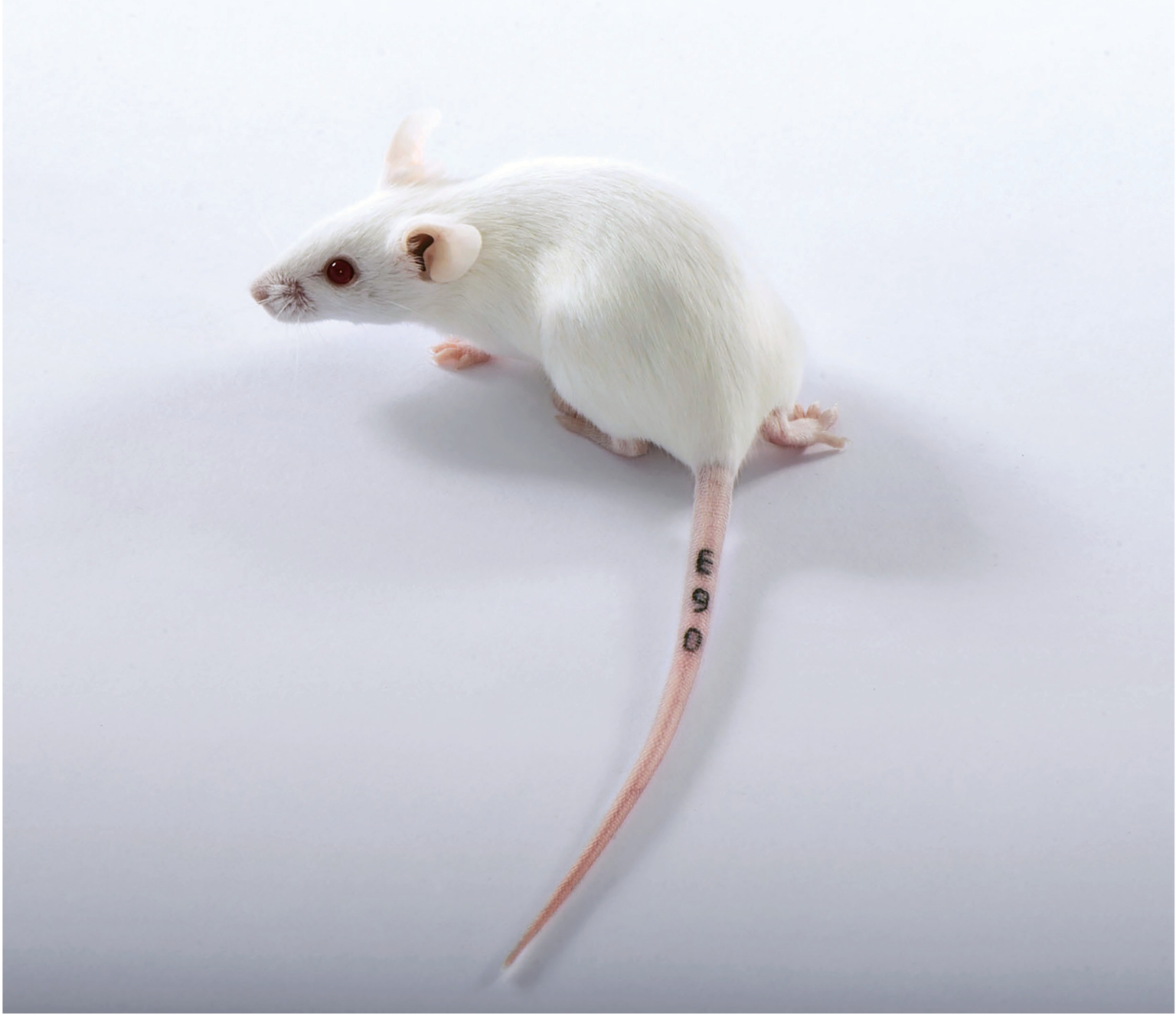 RFID Tags vs. Tail Tattoos