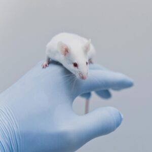 Mouse Ear Punching for Identification