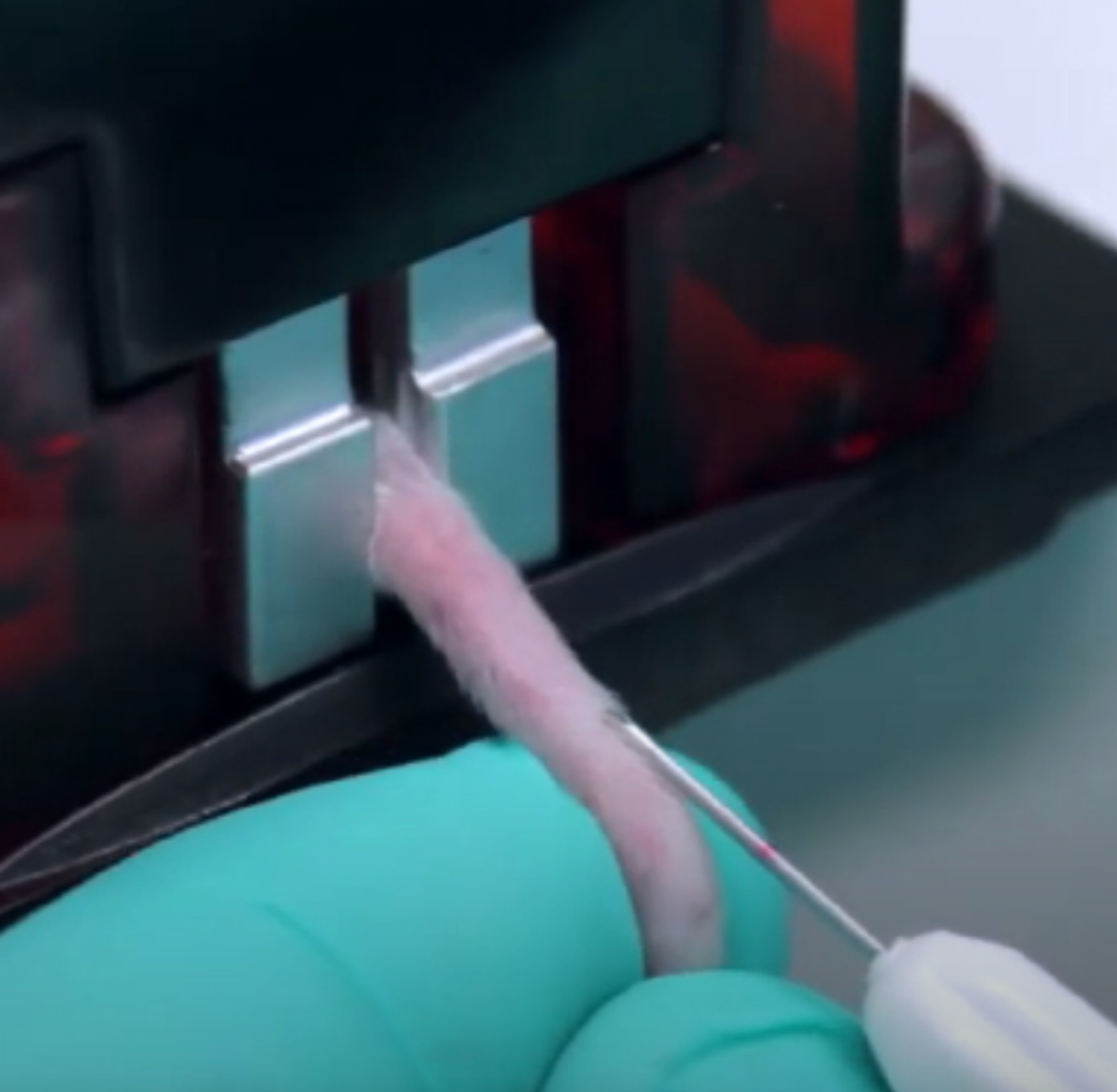 RFID Tags vs. Tail Tattoos