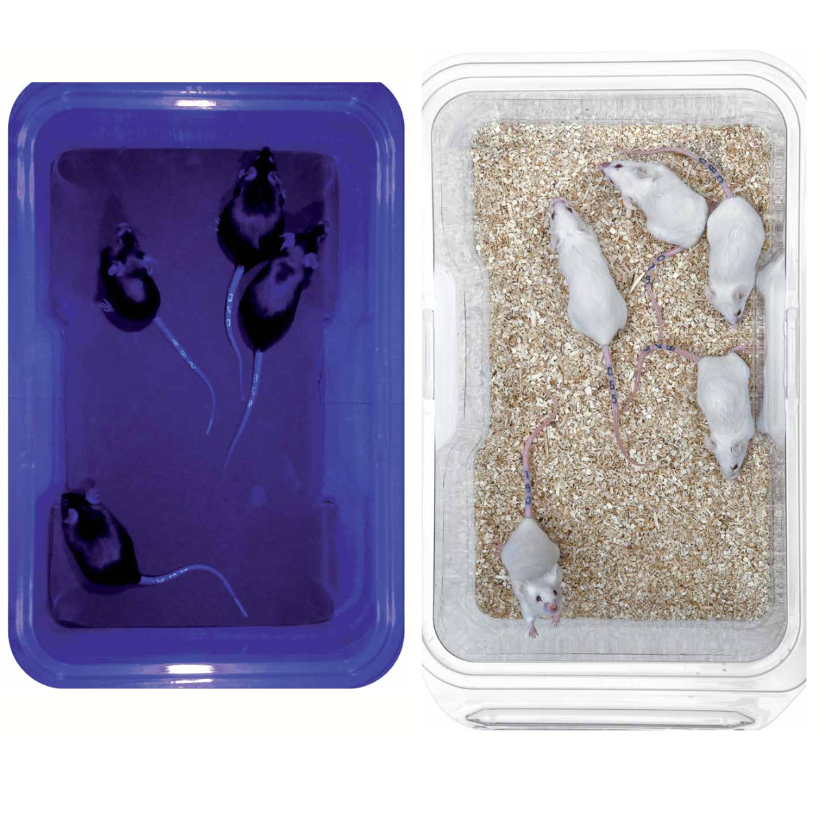 Jackson Laboratories Mice | IDs for Jackson Labs Mice